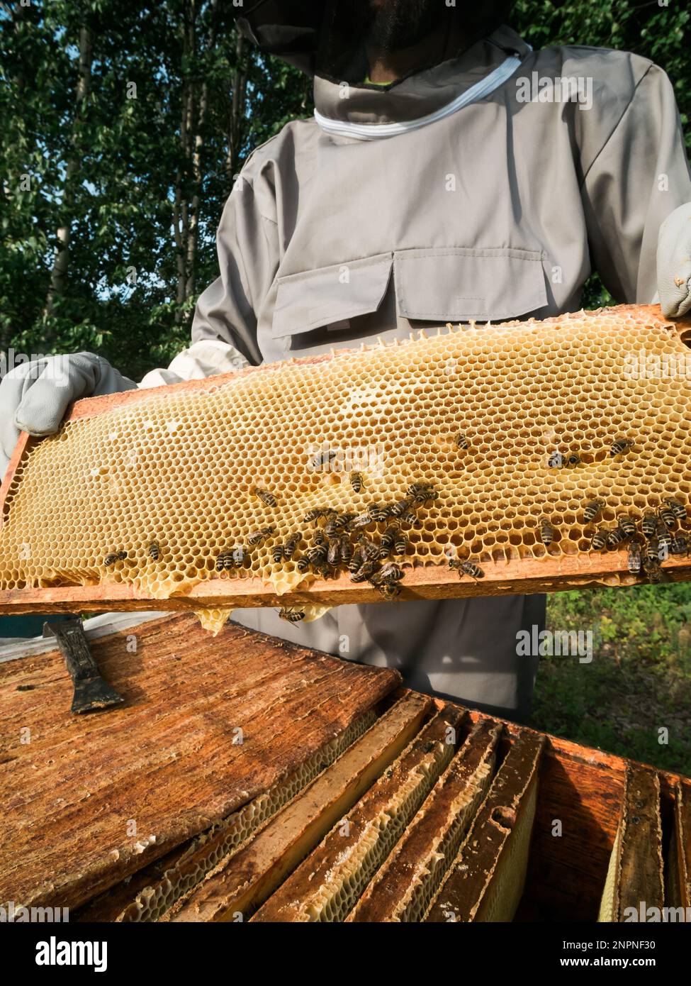 Beekeeper male working collect hi-res stock photography and images - Alamy