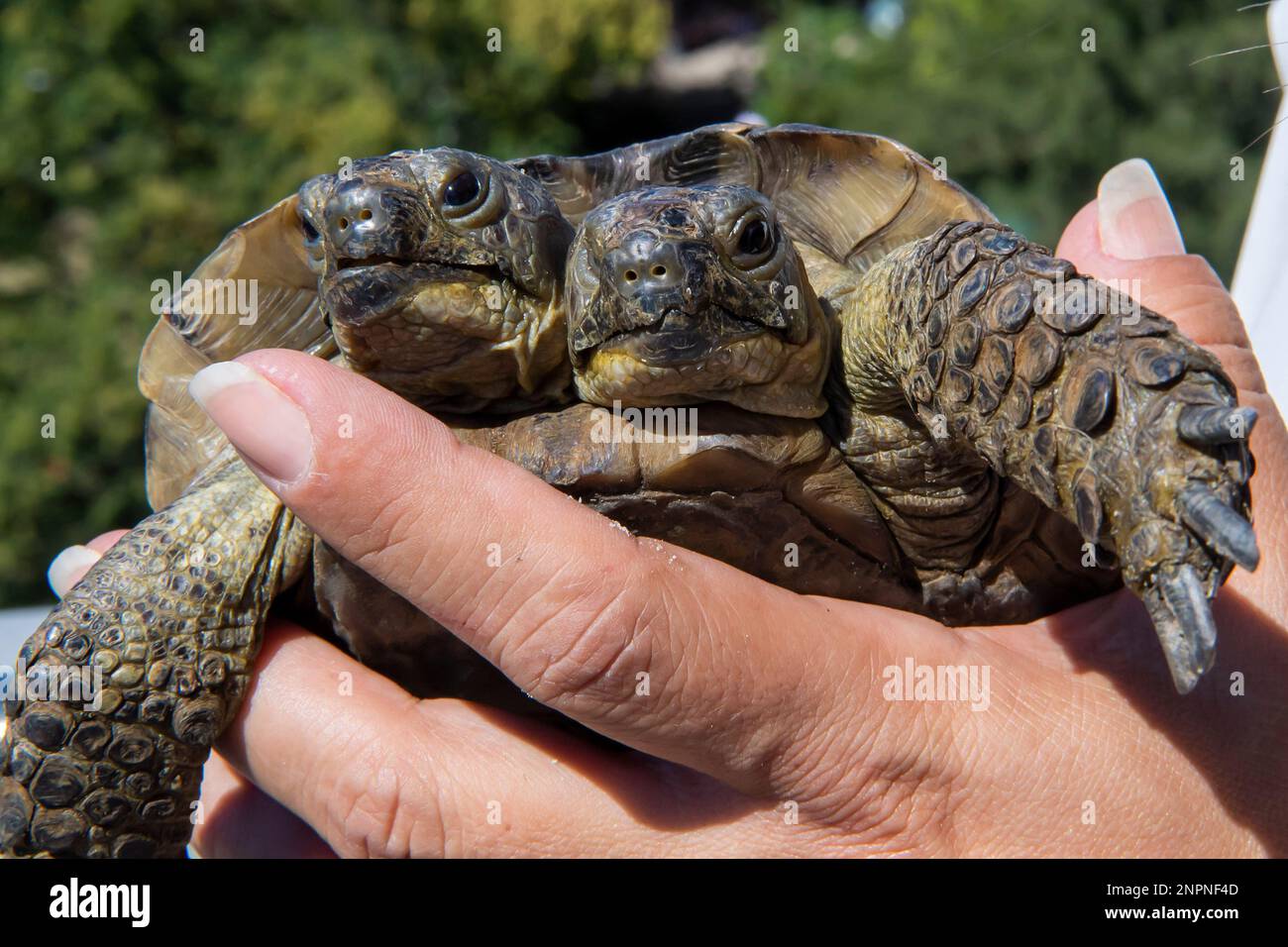 The two-headed greek turtle (Testudo graeca) ''Janus'' is seen at the ...