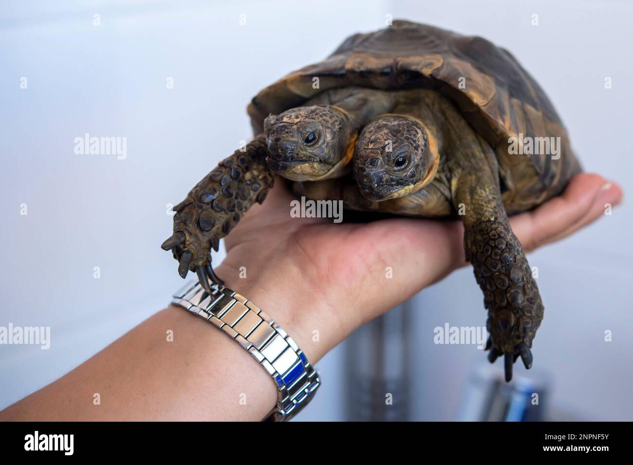 The two-headed greek turtle (Testudo graeca) ''Janus'' is seen at the ...