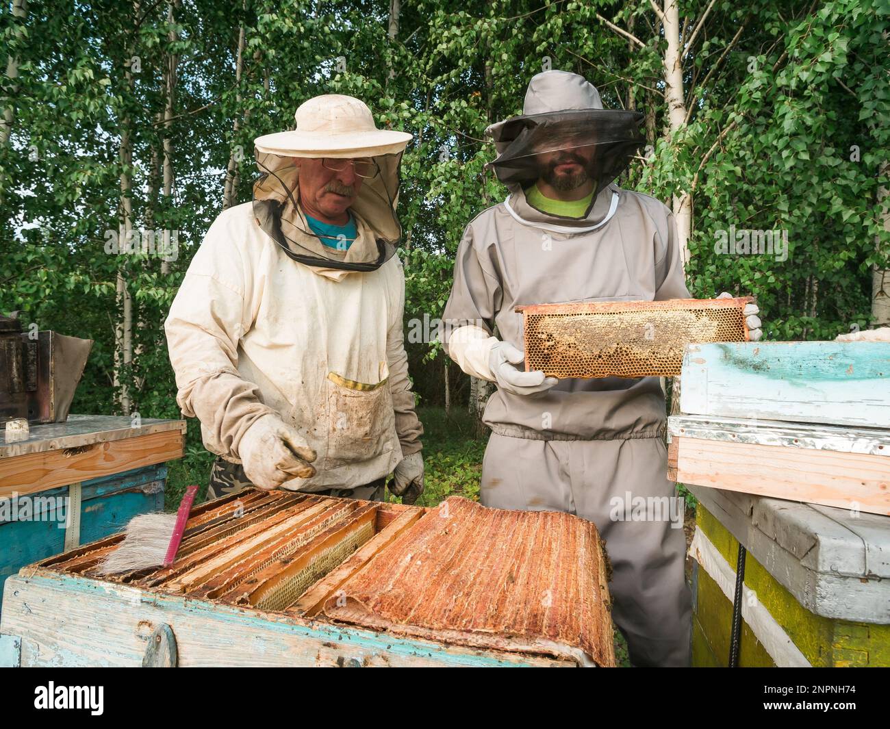 Beekeeper removing honeycomb from beehive. Person in beekeeper suit ...