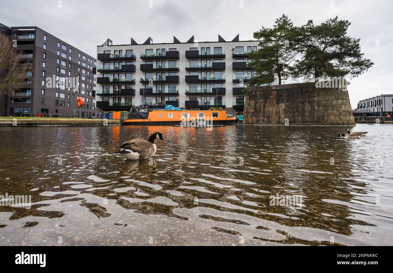 A lone Canadian goose seen wading in the waters edge of New Islington ...