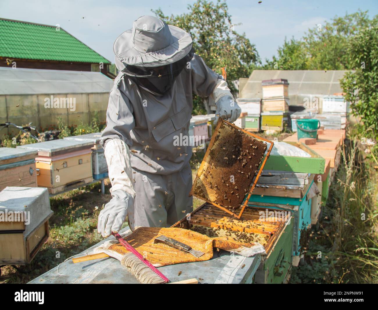Beekeeper removing honeycomb from beehive. Person in beekeeper suit ...