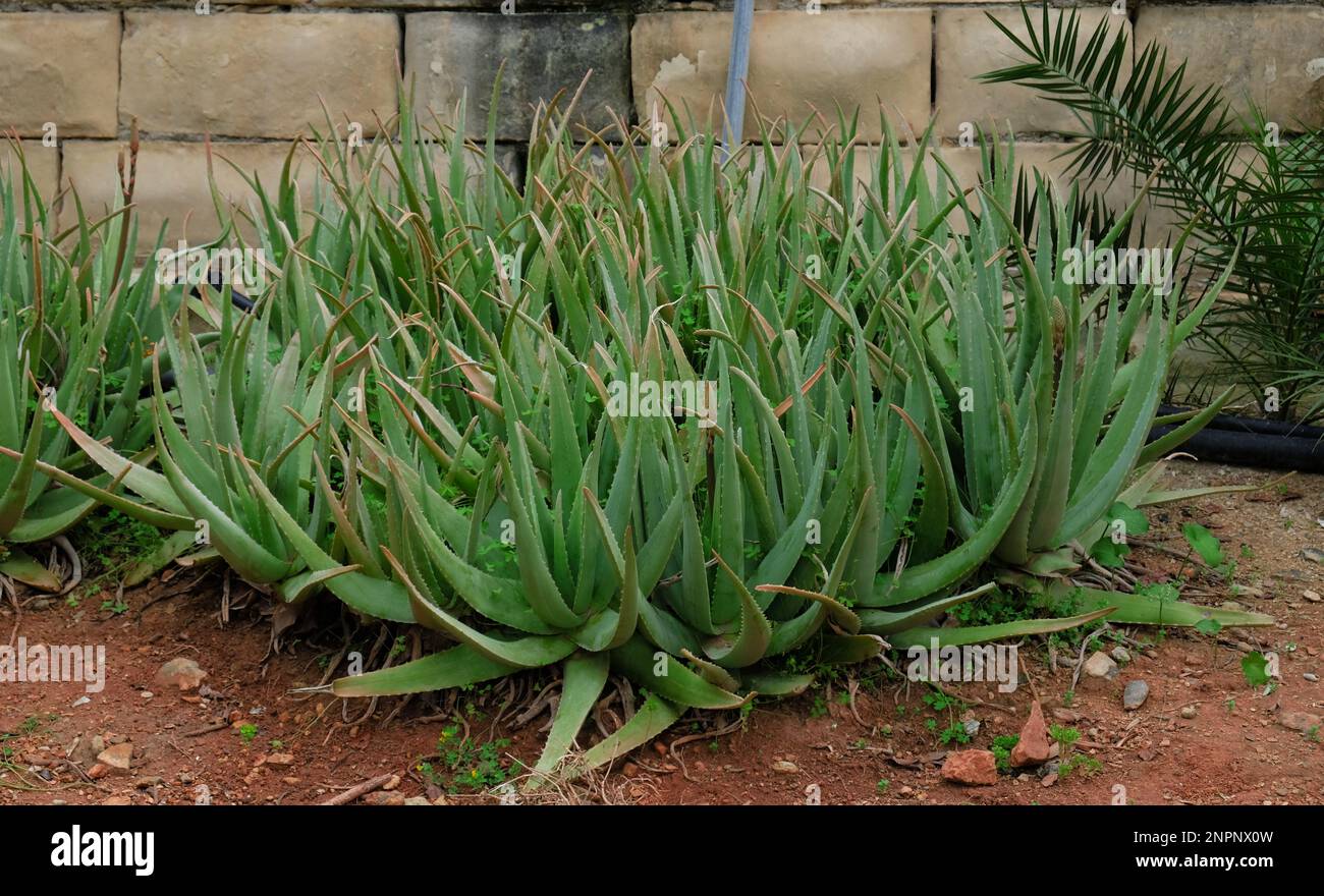 Plantation Of Medicinal Aloe Vera Plants Growing In Farm Aloe Vera Is Useful Plant For Skin And