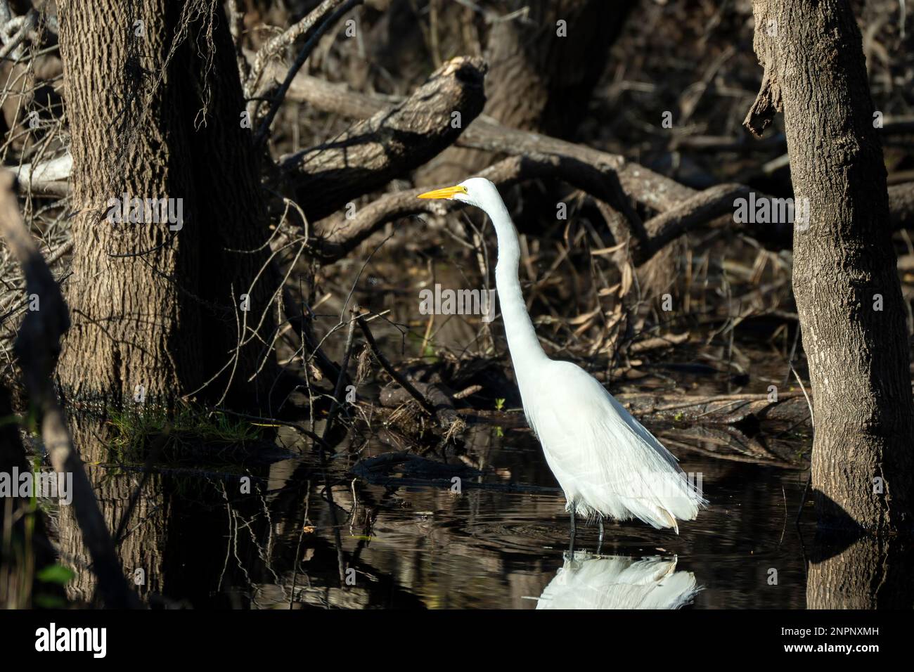 White great egret bird hunting on Florida wetland in summer Stock Photo ...