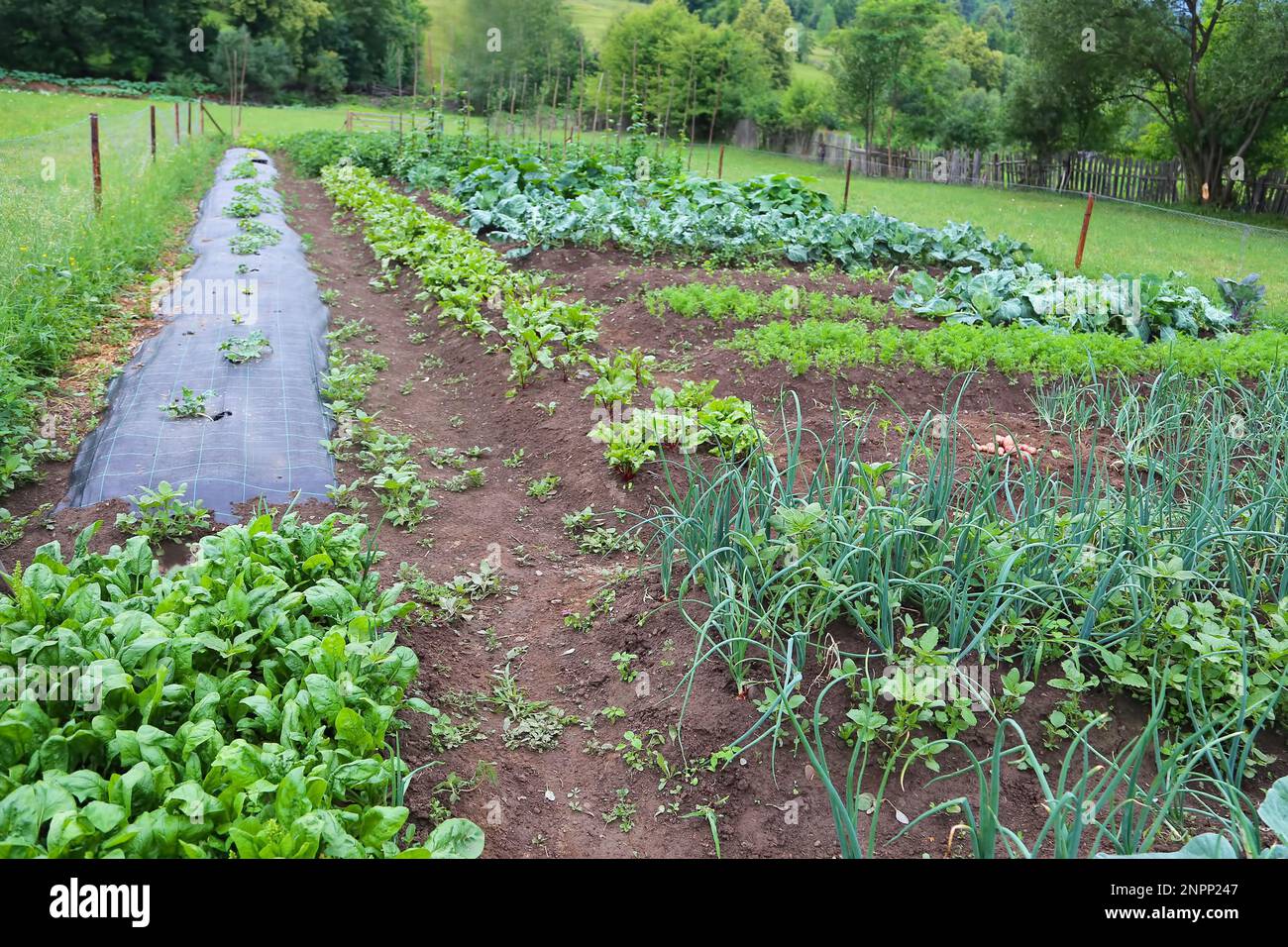 Organic farming and agriculture, bio vegetables garden , ecological ...