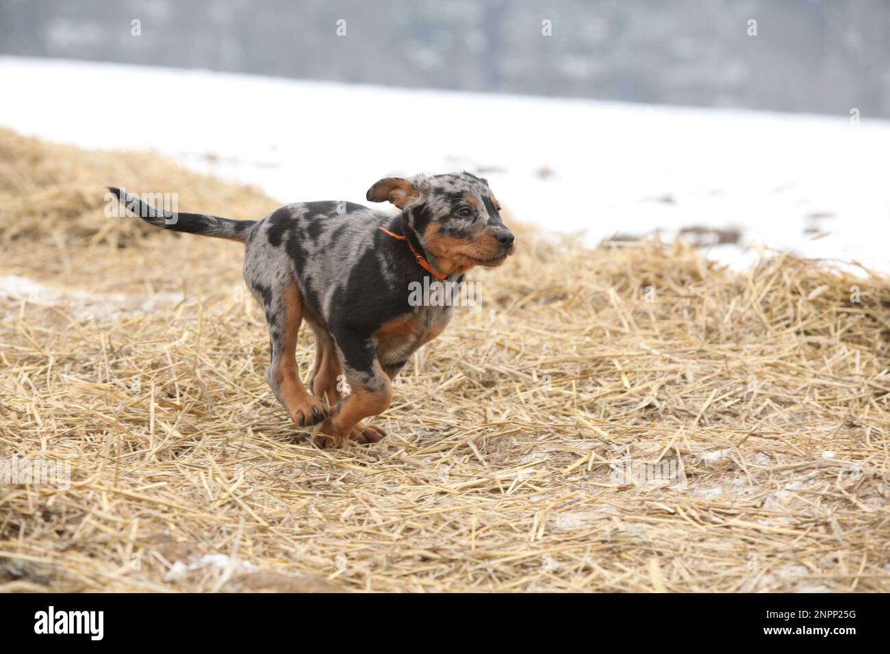 Puppy of Beauce shepherd dog in winter Stock Photo - Alamy