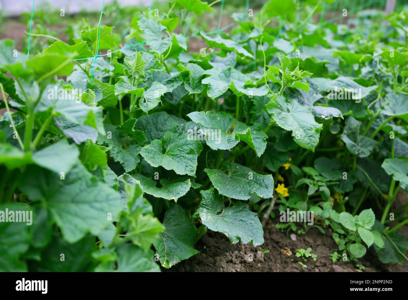 Cucumber plants in the vegetable garden, organic farming, fresh bio ...