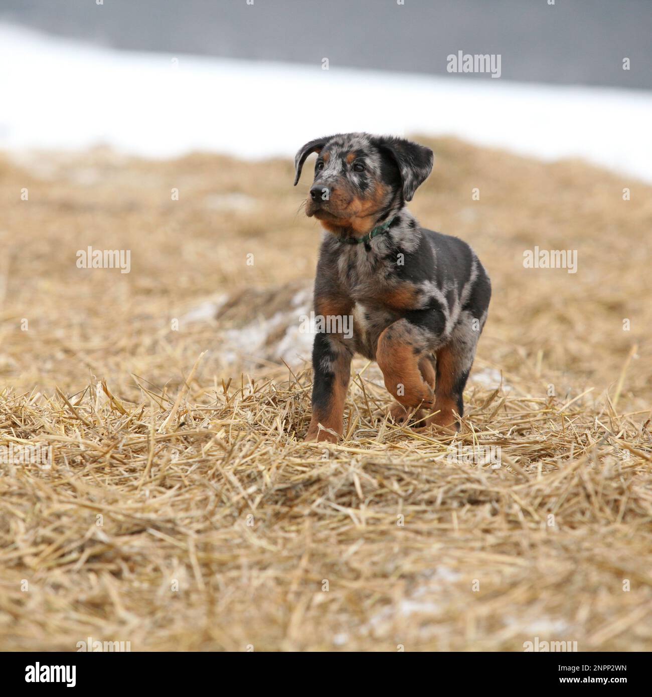 Puppy of Beauce shepherd dog in winter Stock Photo - Alamy