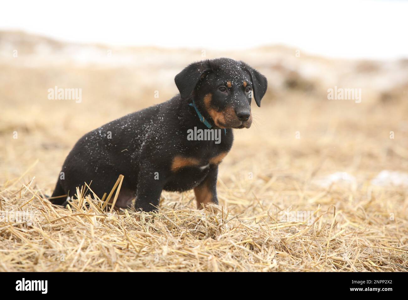 Beauce dog hi-res stock photography and images - Alamy