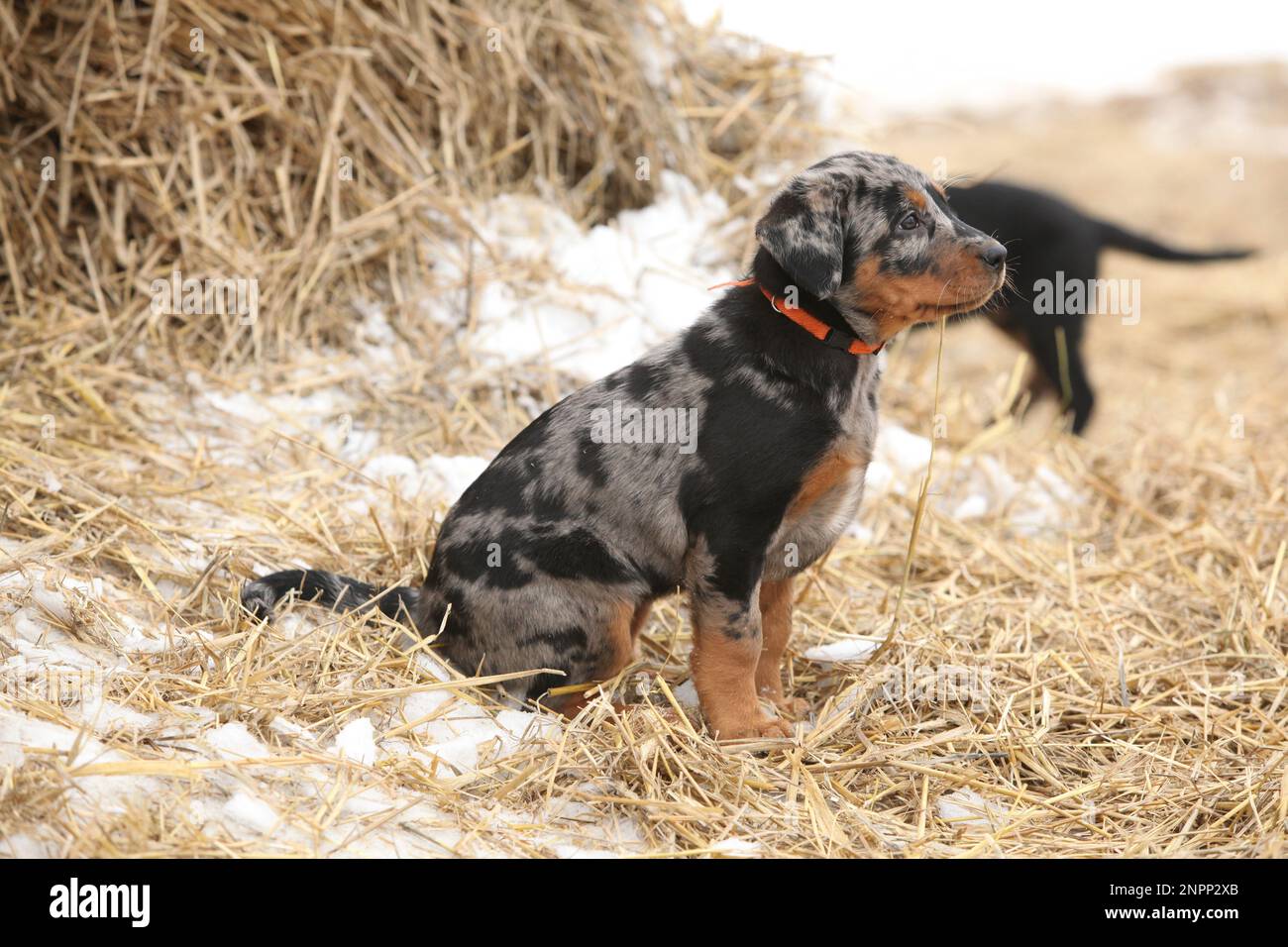 Beauce dog hi-res stock photography and images - Alamy