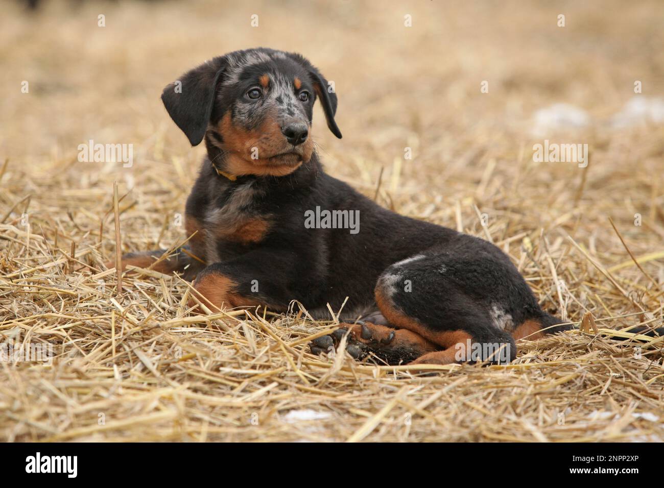 Puppy of Beauce shepherd dog in winter Stock Photo - Alamy