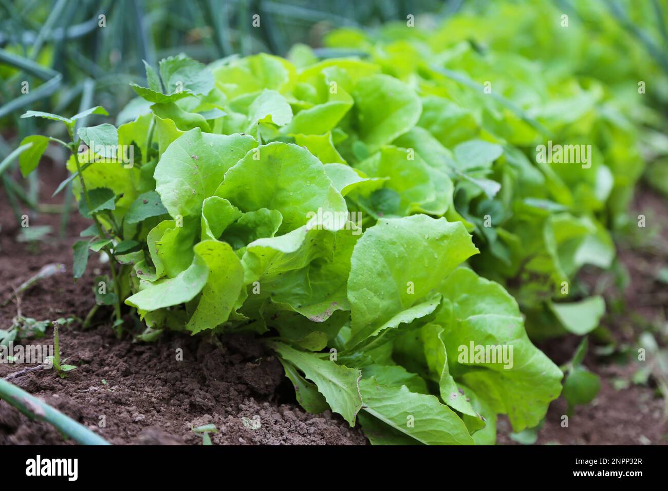 Fresh organic lettuce cultivated in the vegetable garden, organic ...
