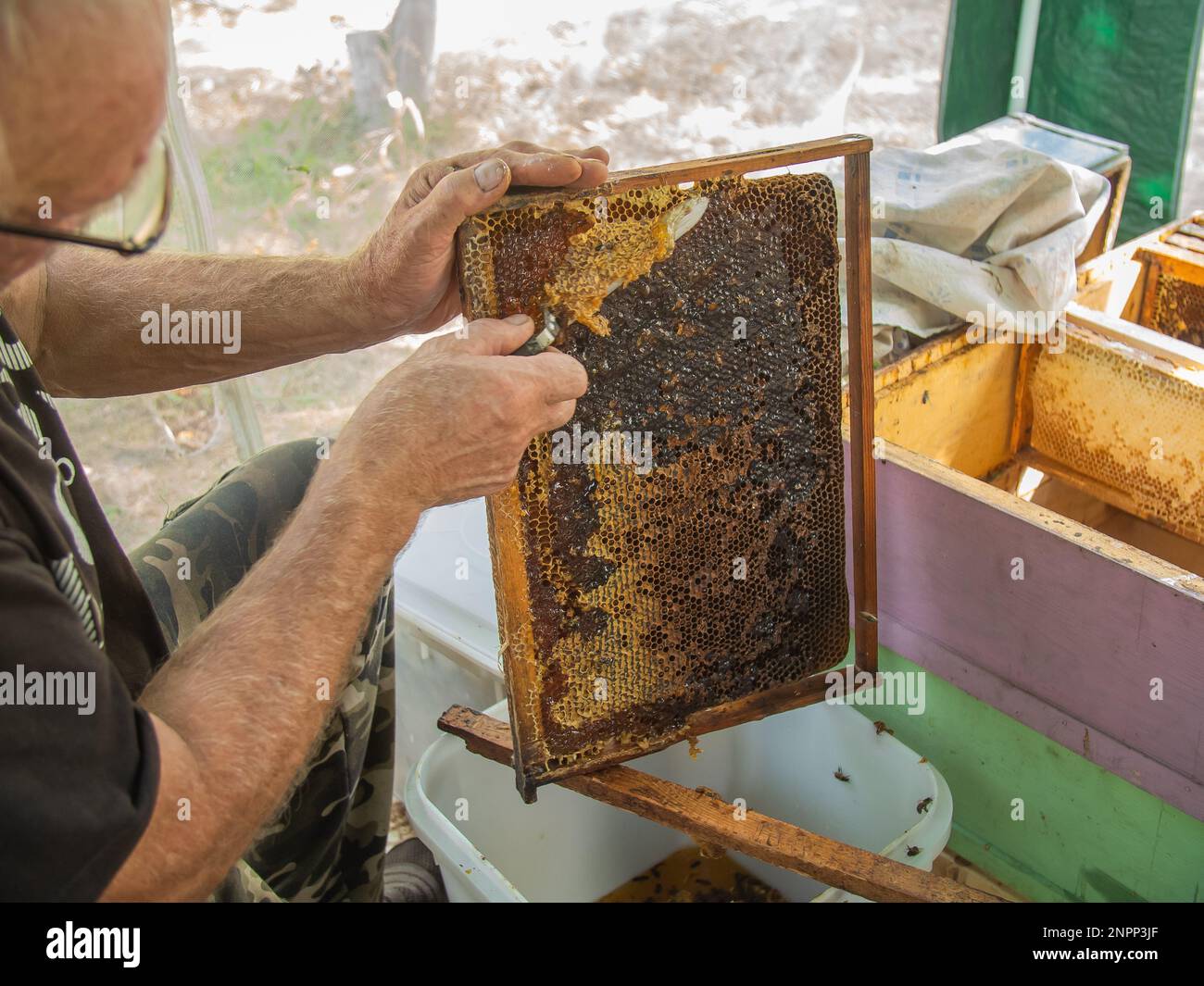 Beekeeper cuts off the wax from honeycomb frame. Production of fresh ...