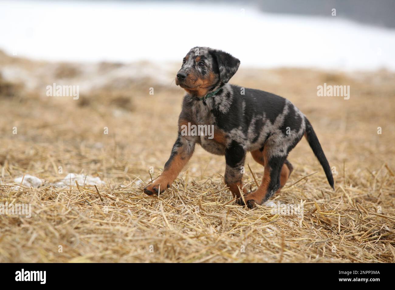 Puppy of Beauce shepherd dog in winter Stock Photo - Alamy