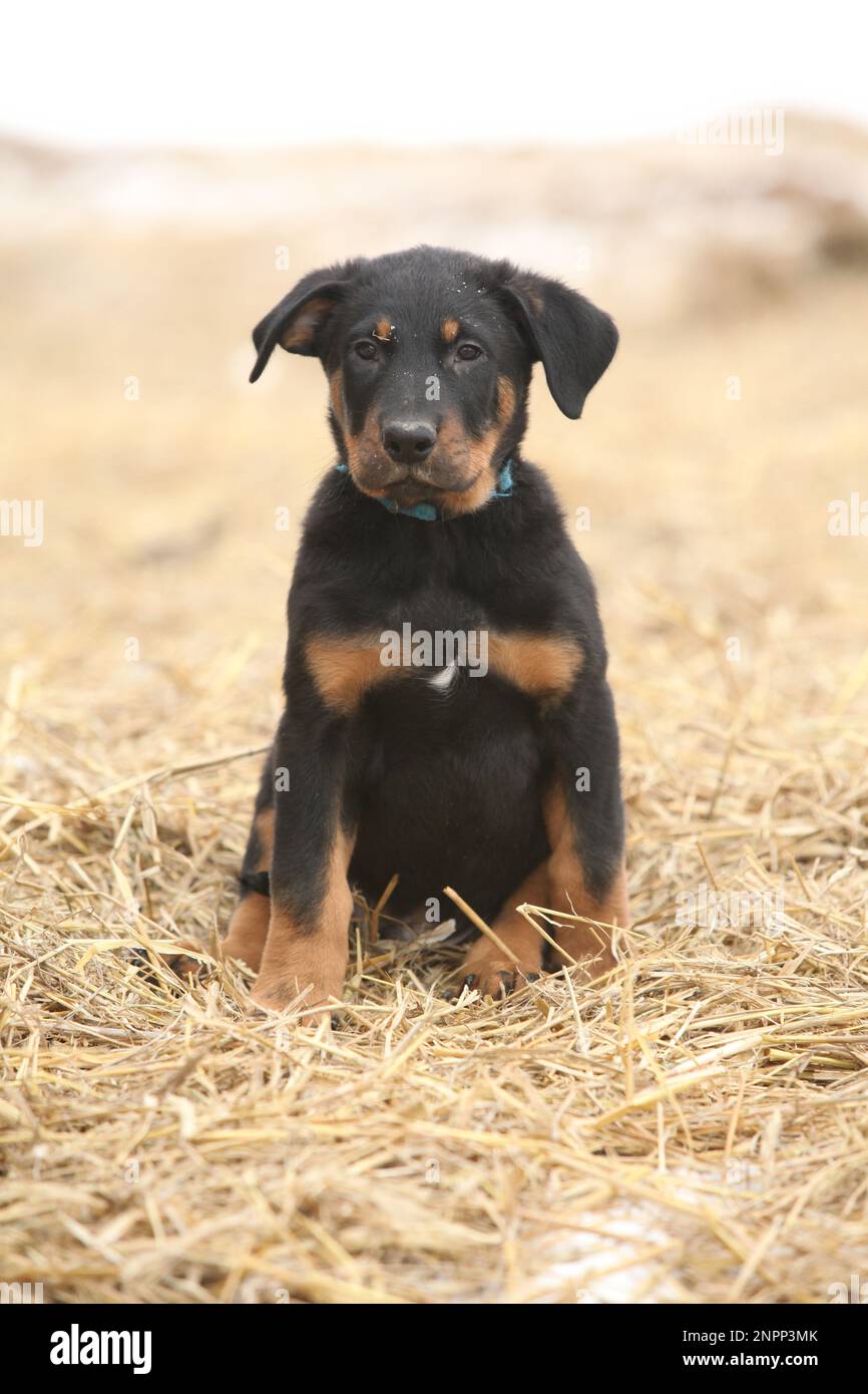 Puppy of Beauce shepherd dog in winter Stock Photo - Alamy