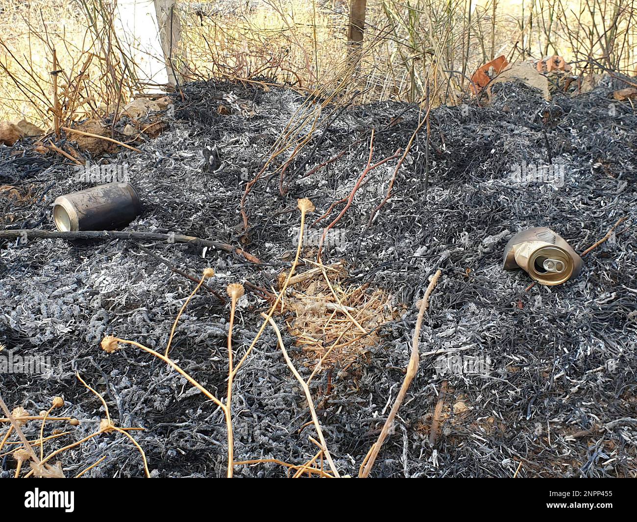 Area burned by the forest fire originating in the municipality of ...