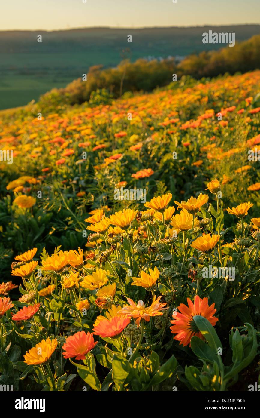 Sunlight and wildflowers hi-res stock photography and images - Alamy