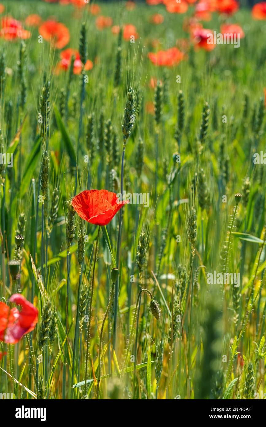 the view towards the sun with beautiful red poppies, grasses and ...