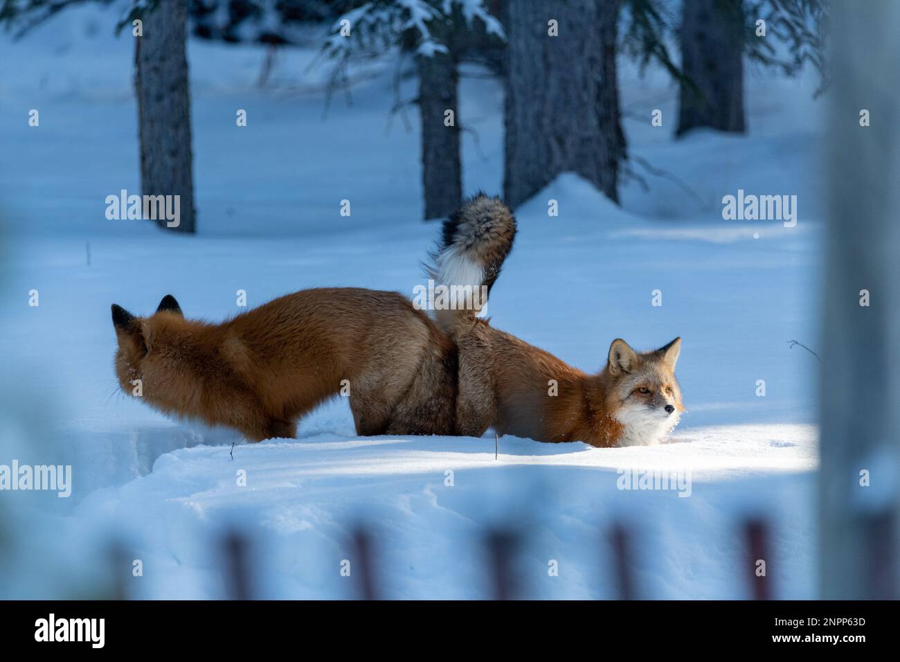 Foxes mating hi-res stock photography and images - Alamy