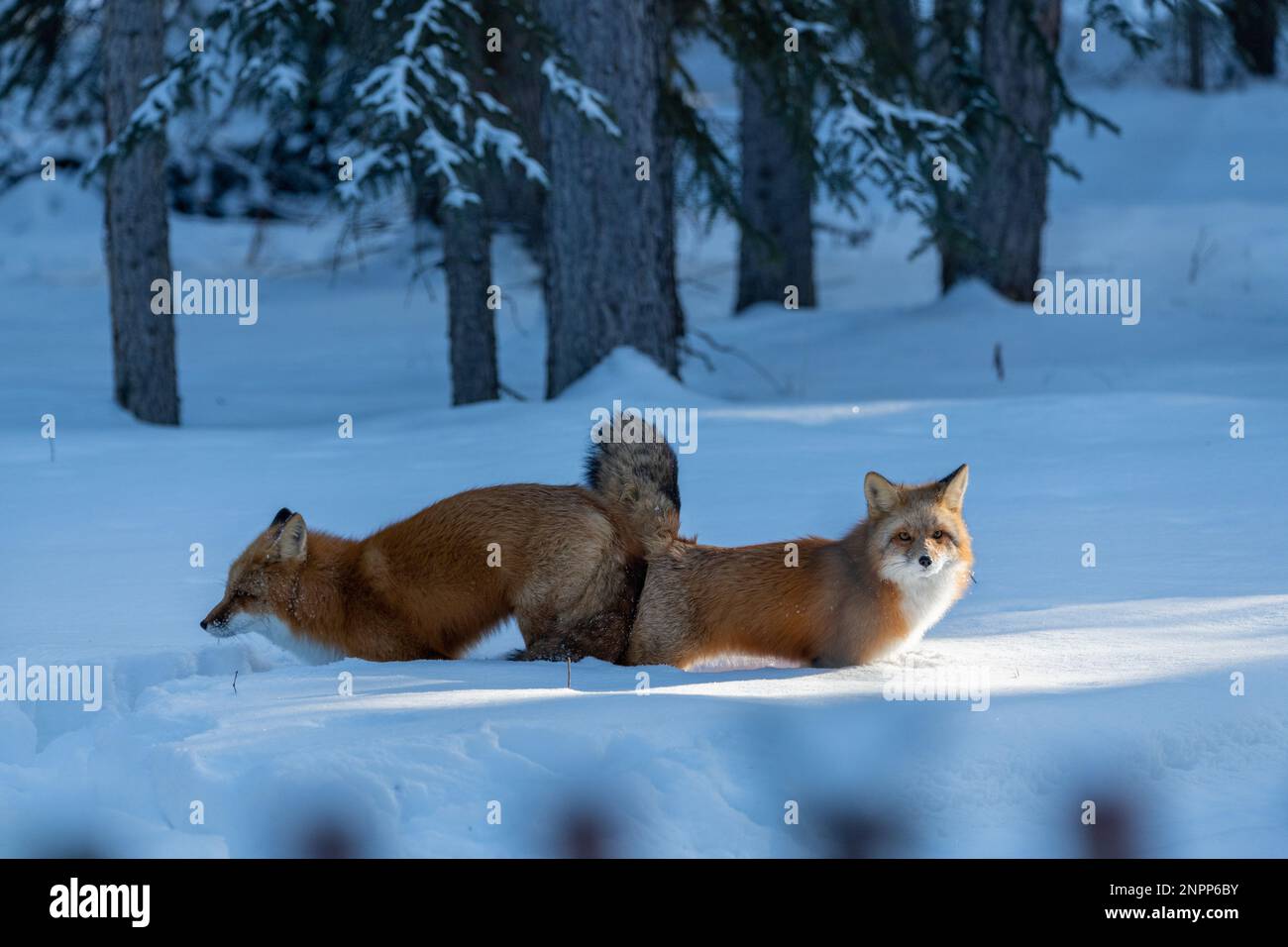 Foxes mating hi-res stock photography and images - Alamy