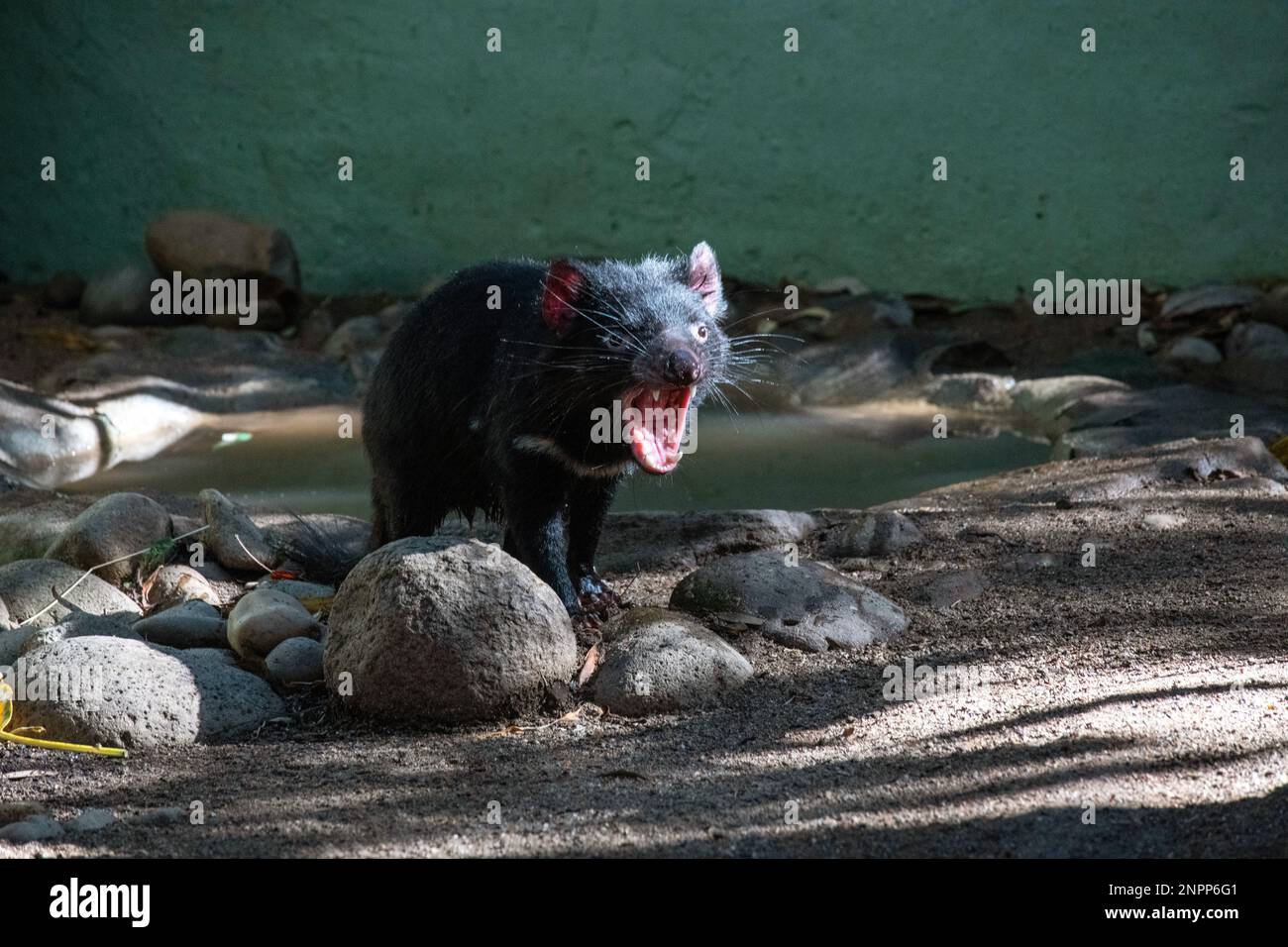 Close up of snarling Tasmanian Devil (Sarcophilus harrisii) with jaws ...