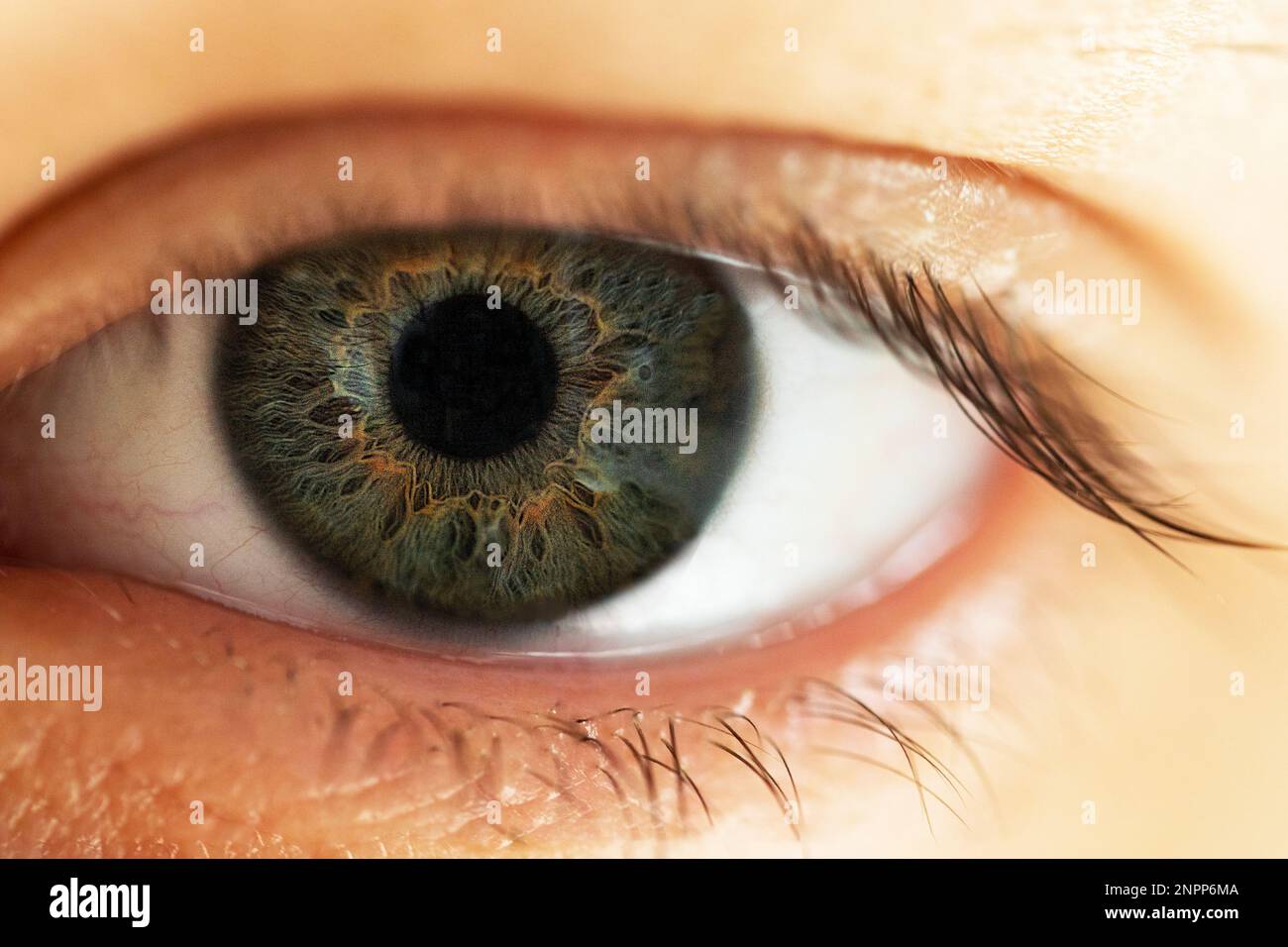 macro image of a human eye of a teenager with gray-green pigment ...