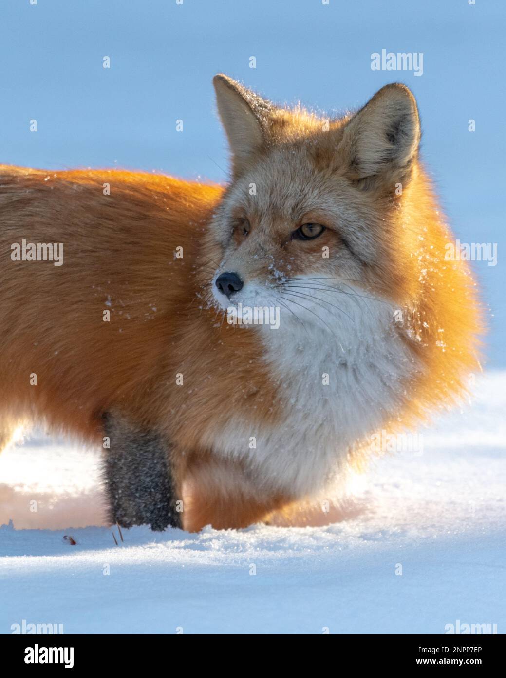 Beautiful Red Fox