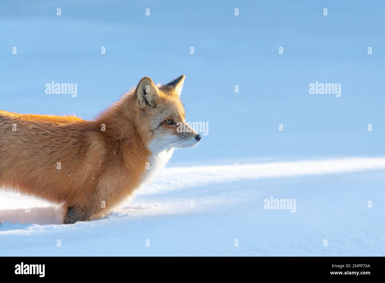 Close up face of a beautiful Red Fox (Vulpes vulpes) seen in natural ...