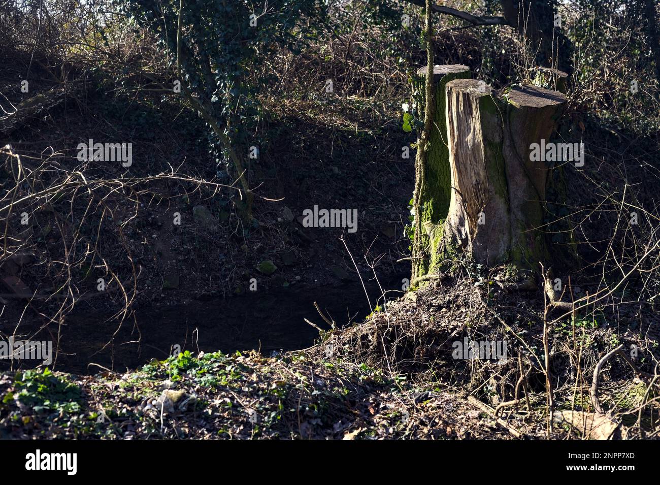 Tree trunk by the edge of a stream of water in a park Stock Photo - Alamy