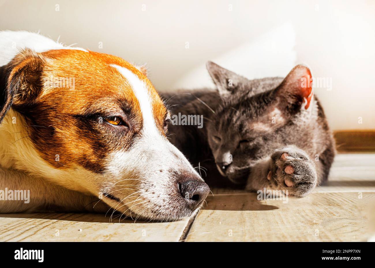 cute jack russell and gray cat basking in the sun on the floor in the ...