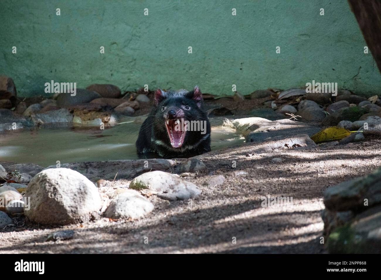 Close up of snarling Tasmanian Devil (Sarcophilus harrisii) with jaws ...