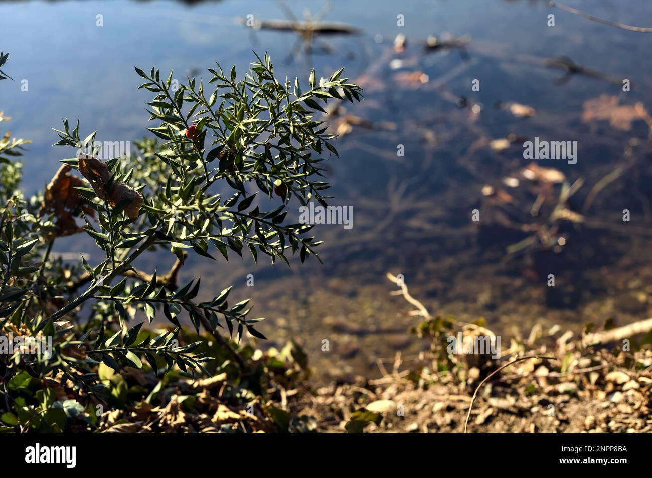 River butcher hi-res stock photography and images - Alamy