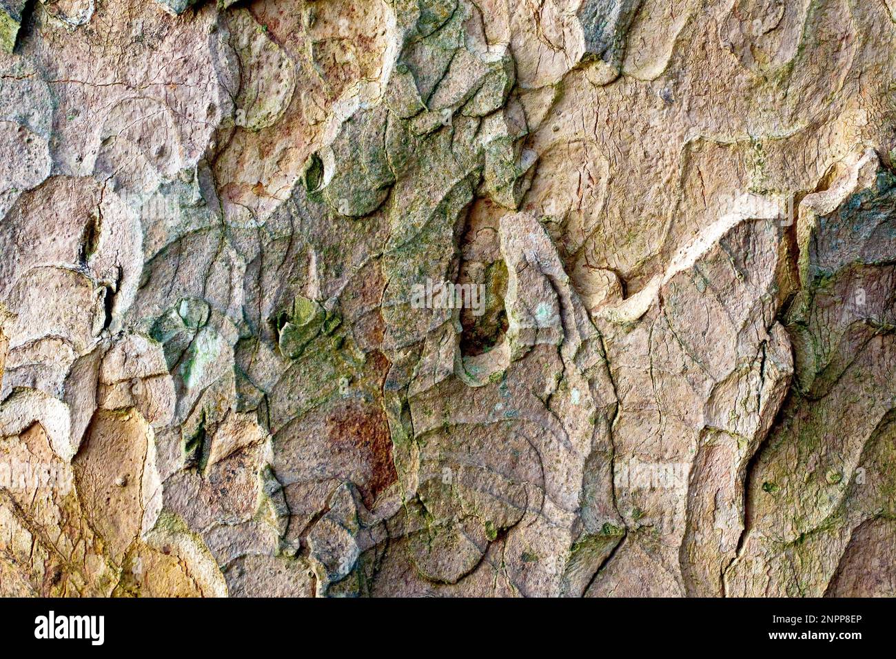 Sycamore (acer pseudoplatanus), close up of the patterns and textures ...