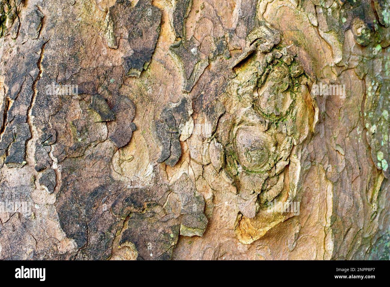 Sycamore (acer pseudoplatanus), close up of the patterns and textures ...