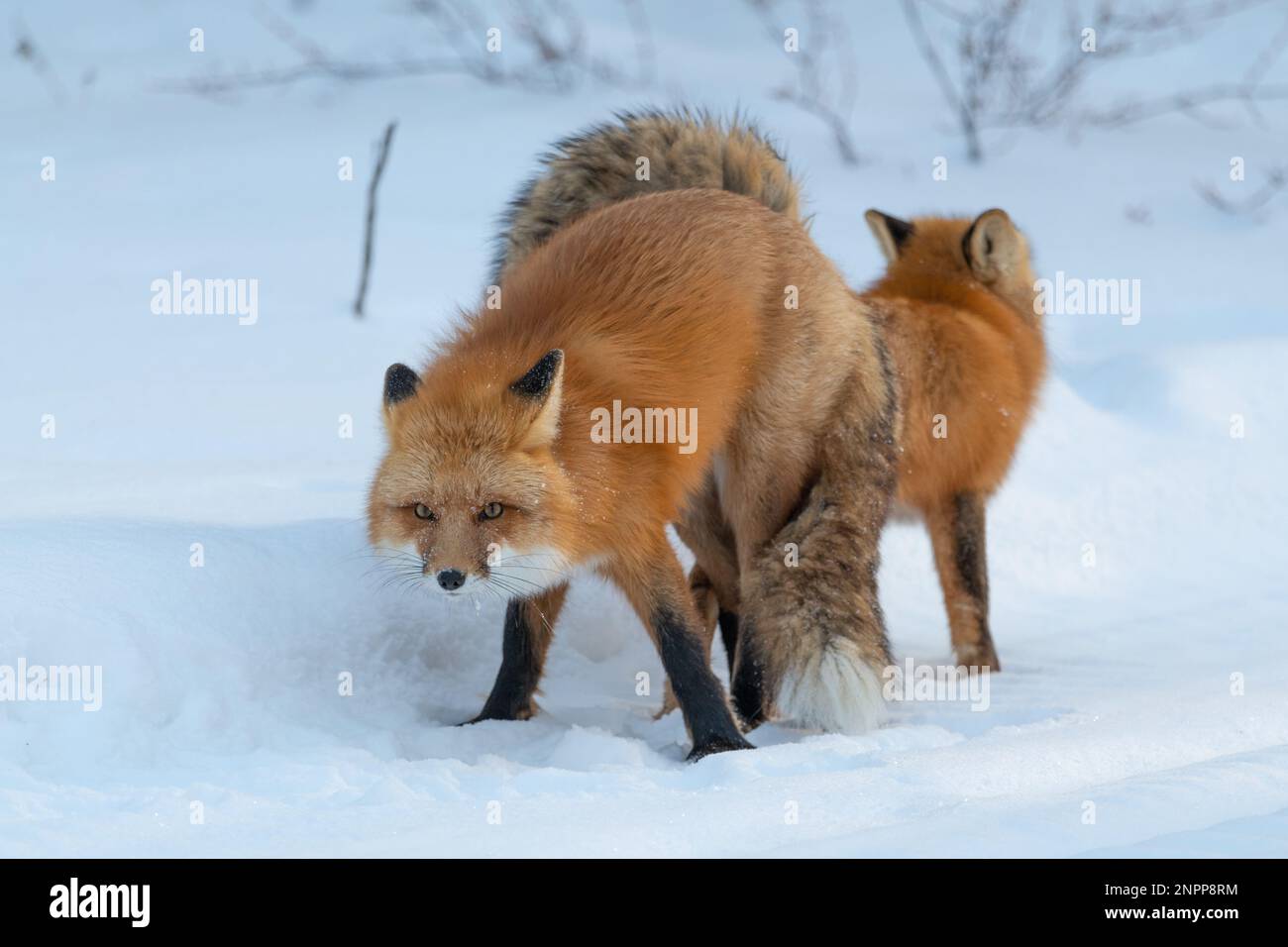 Two (male female Vulpes) Red Foxes seen in mating position stance ...