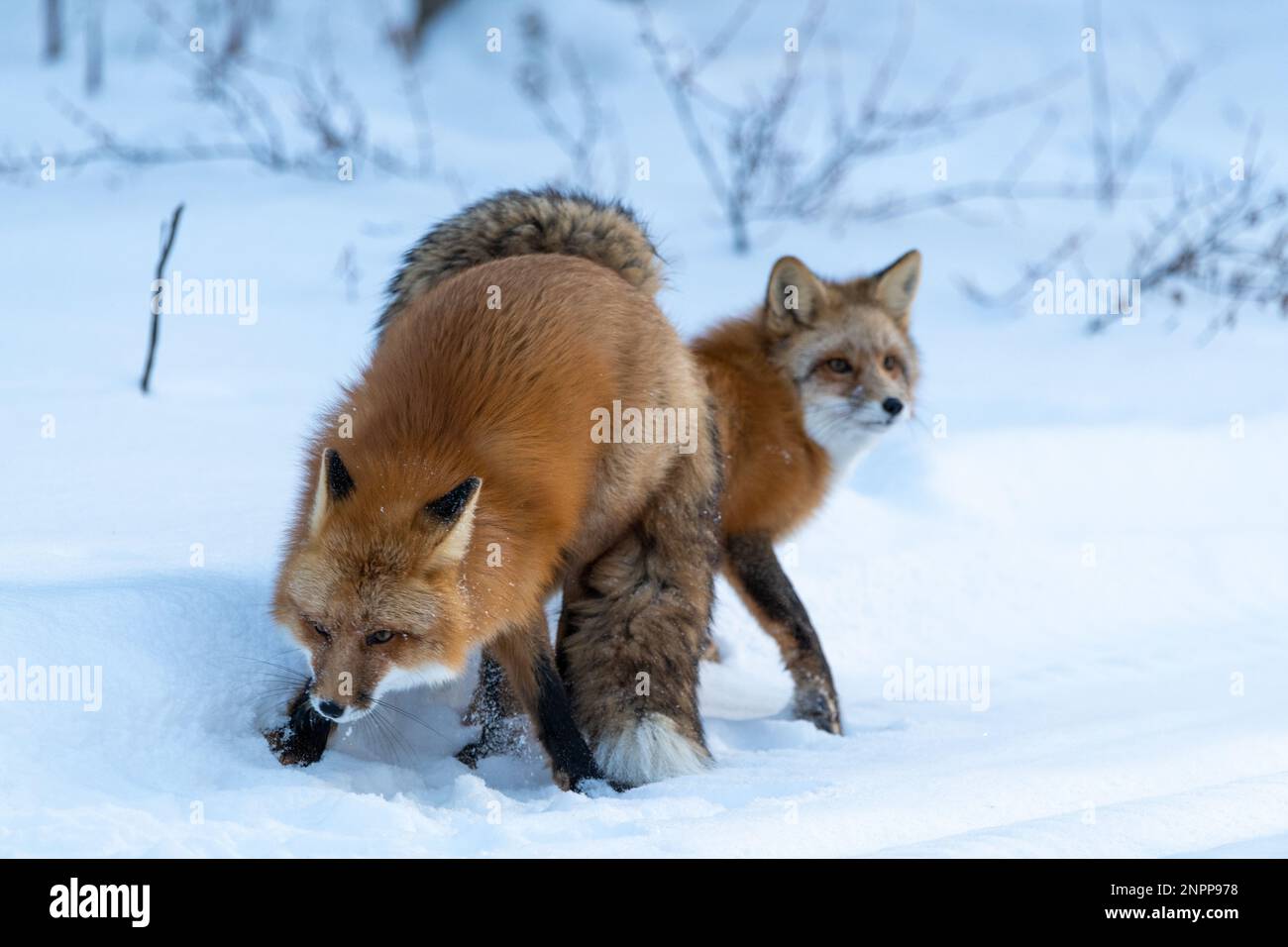 Two (male female Vulpes) Red Foxes seen in mating position stance during winter season with snow ...