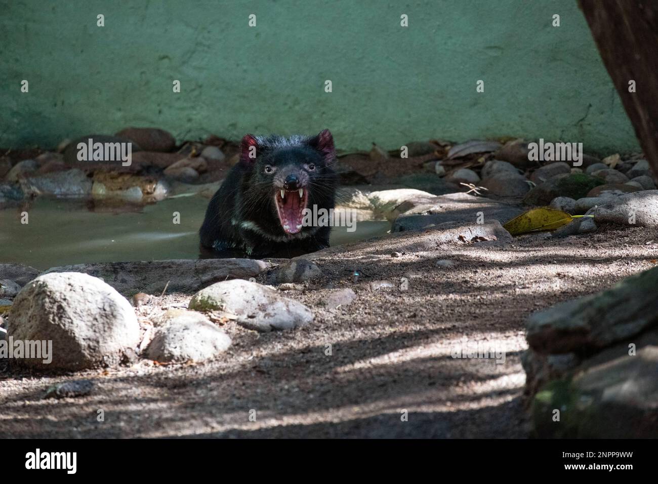 Close up of snarling Tasmanian Devil (Sarcophilus harrisii) with jaws ...