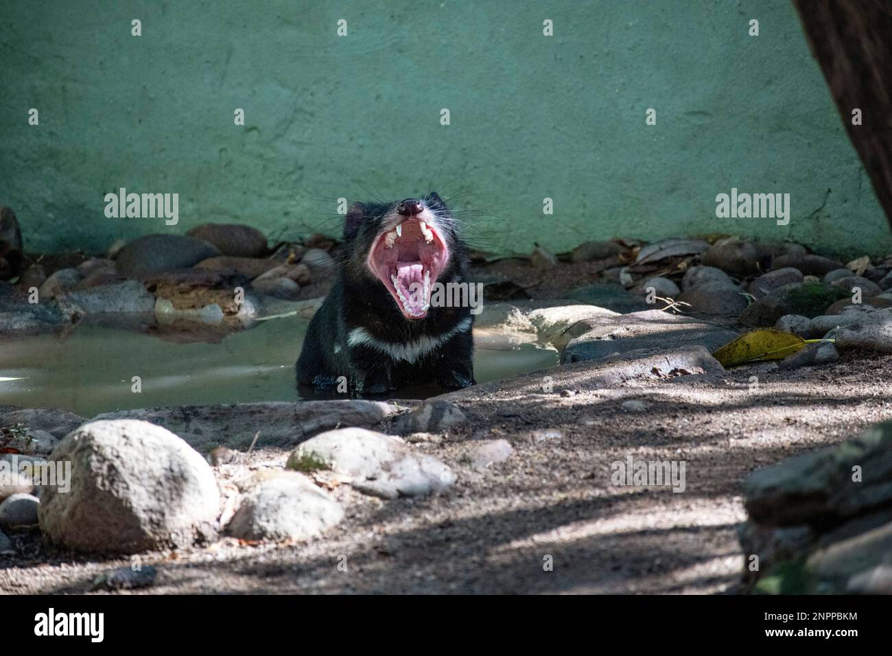 Close up of snarling Tasmanian Devil (Sarcophilus harrisii) with jaws ...