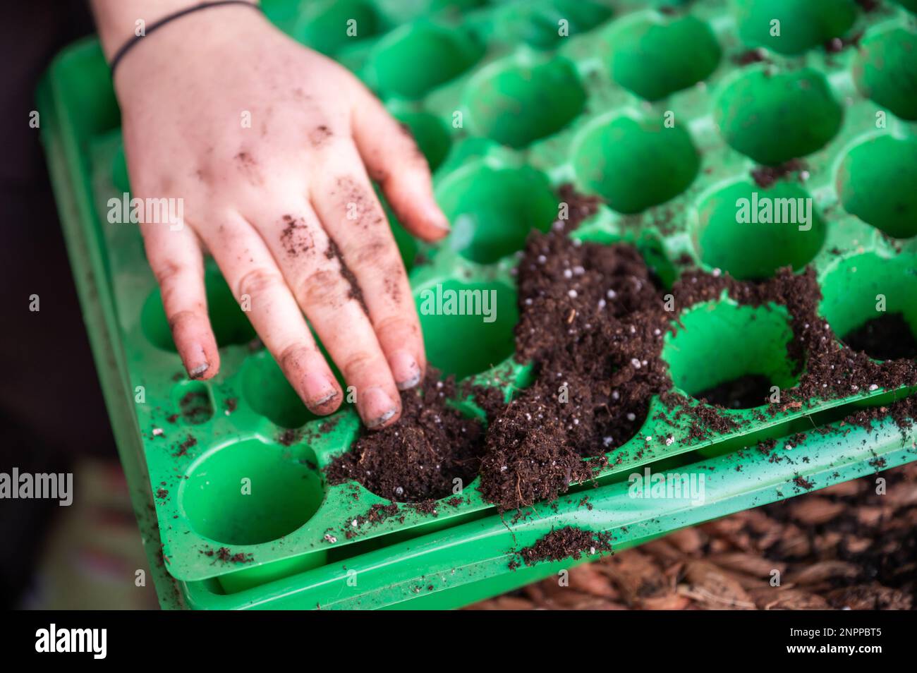 Close-up woman is putting soil in a green cultivation form to plant new ...