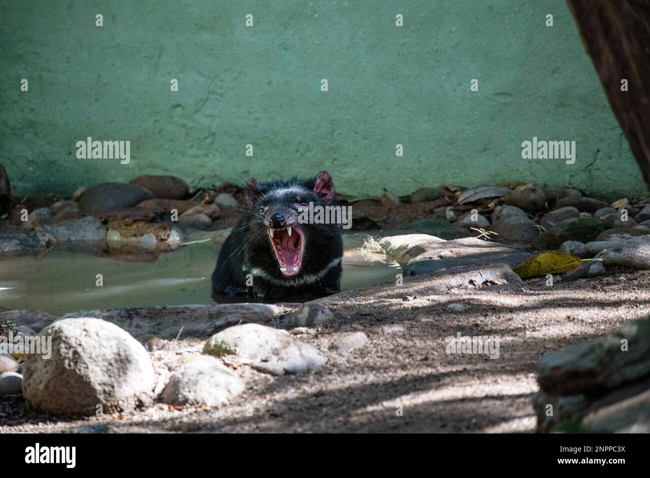 Close up of snarling Tasmanian Devil (Sarcophilus harrisii) with jaws ...