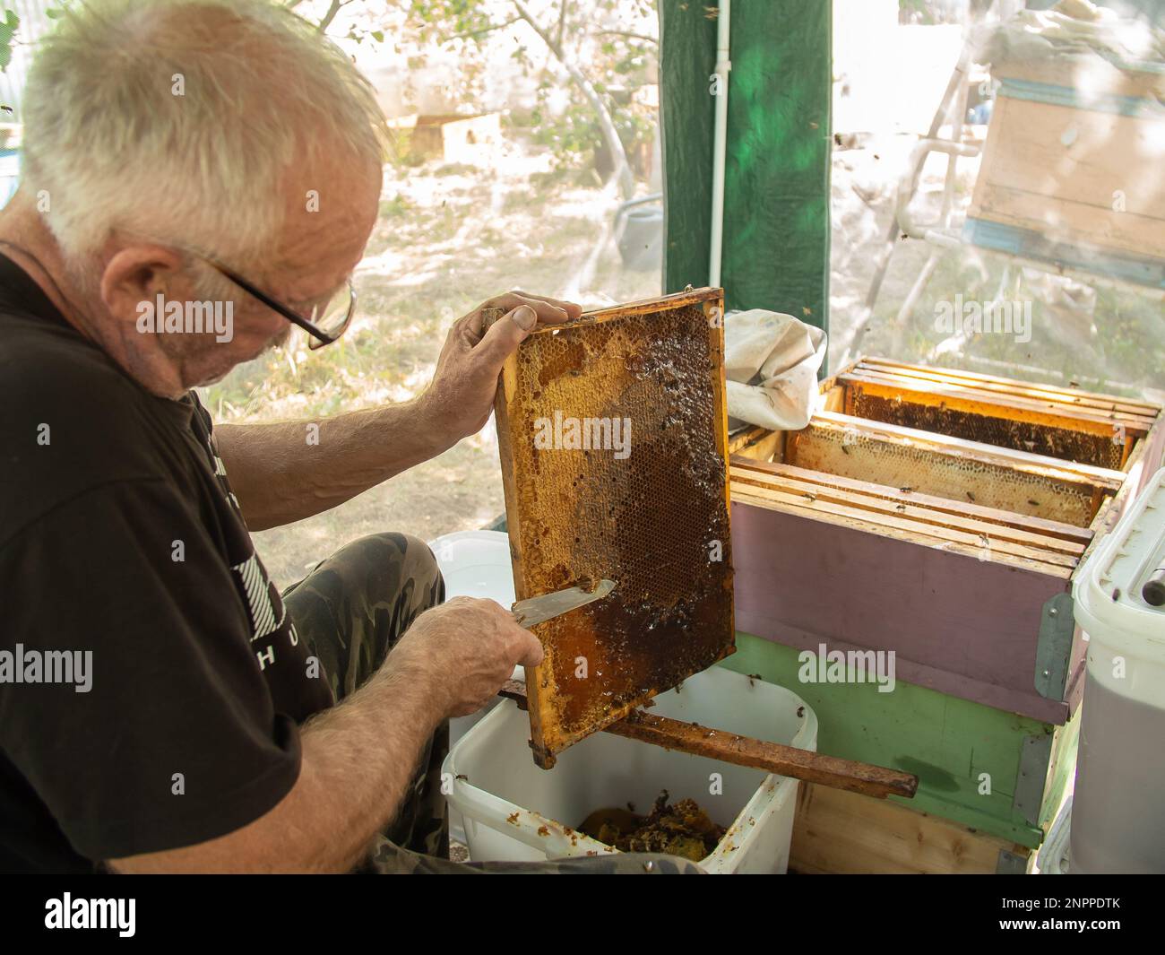 Beekeeper cuts off the wax from honeycomb frame. Production of fresh ...