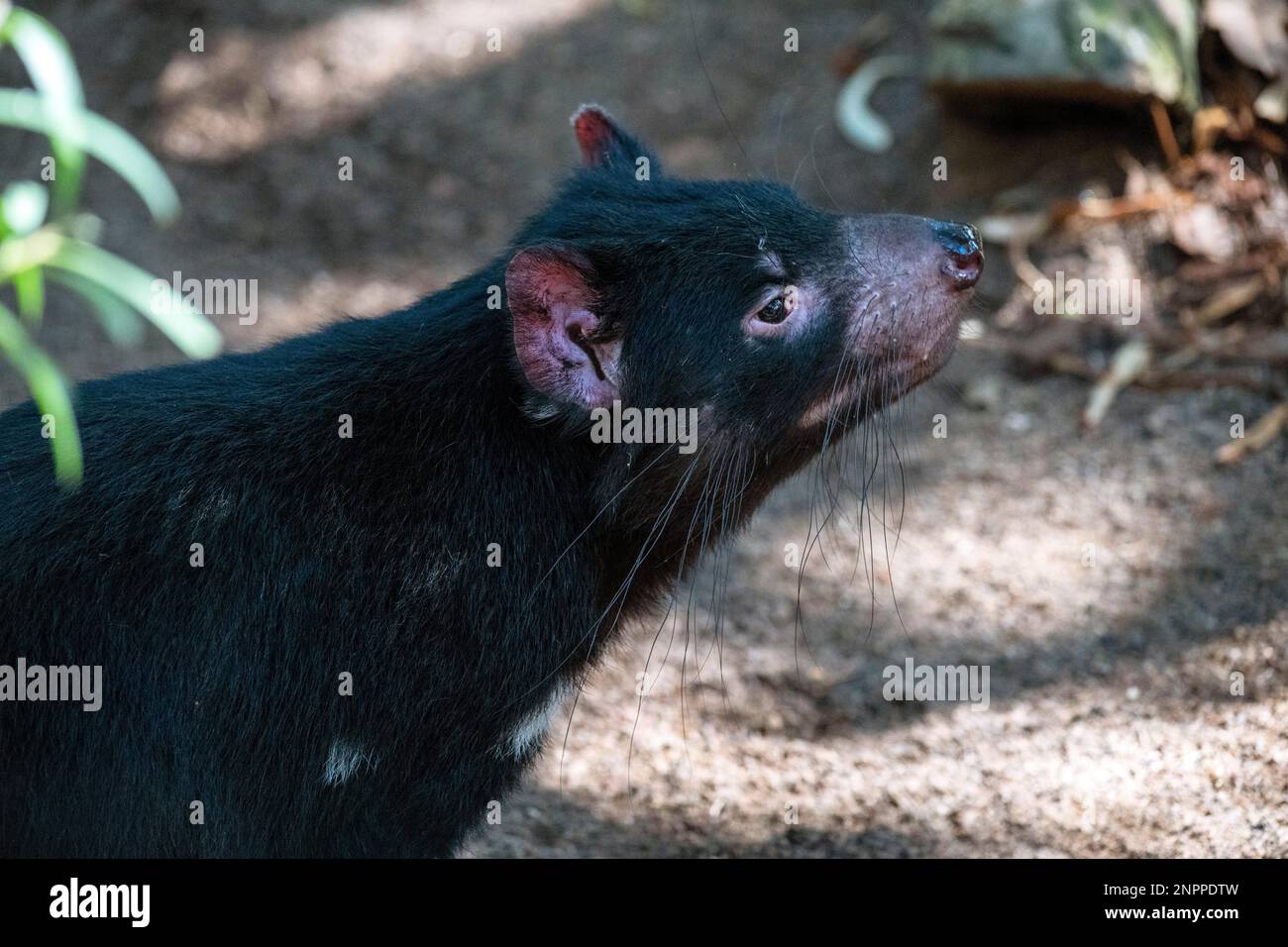 Carnivorous carnivorous mammal marsupial nature tasmanian wildlife ...