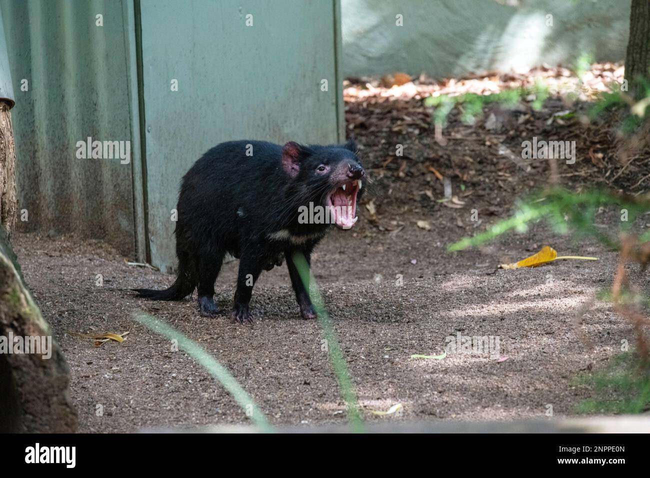 Close up of snarling Tasmanian Devil (Sarcophilus harrisii) with jaws ...