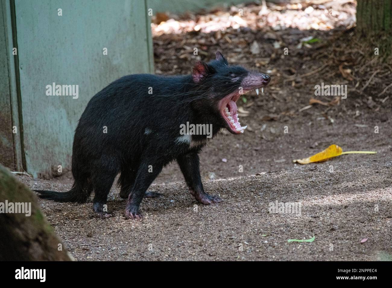 Close up of snarling Tasmanian Devil (Sarcophilus harrisii) with jaws ...