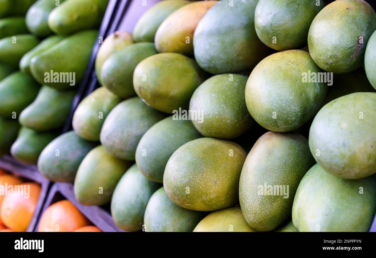 Ripe green mangoes at the fruit market. Harvest of exotic sweet mangoes ...