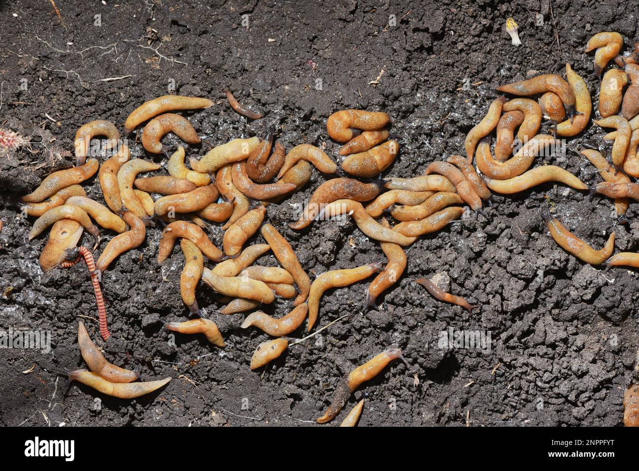 Large slug on ground hi-res stock photography and images - Alamy