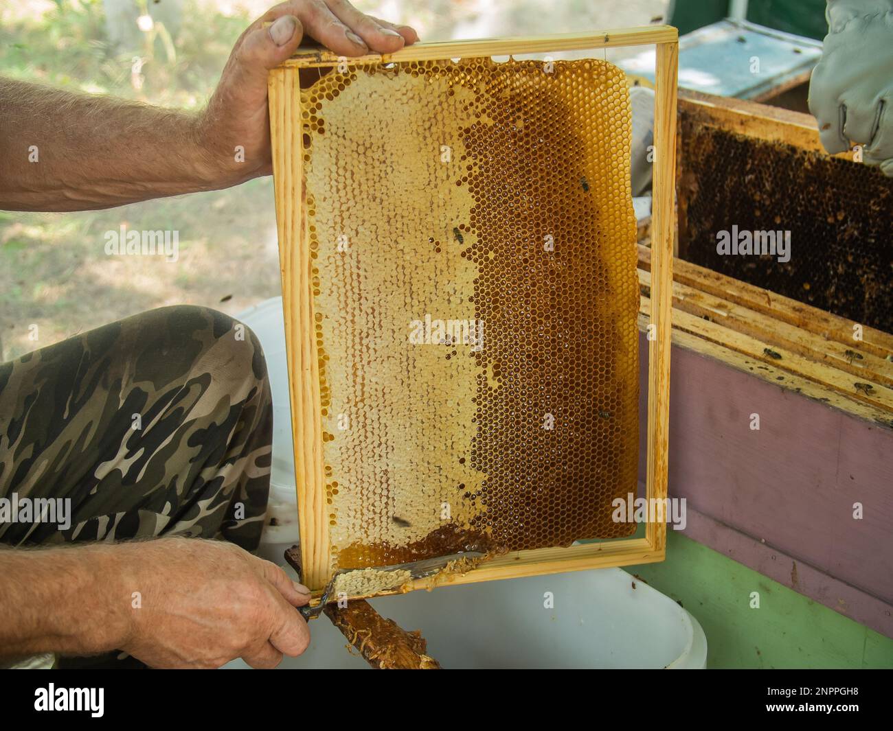 Beekeeper cuts off the wax from honeycomb frame. Production of fresh ...