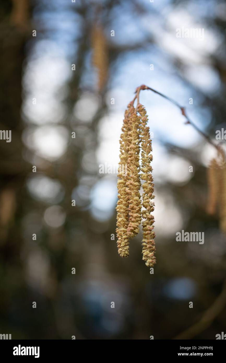 Filbert catkins hi-res stock photography and images - Alamy