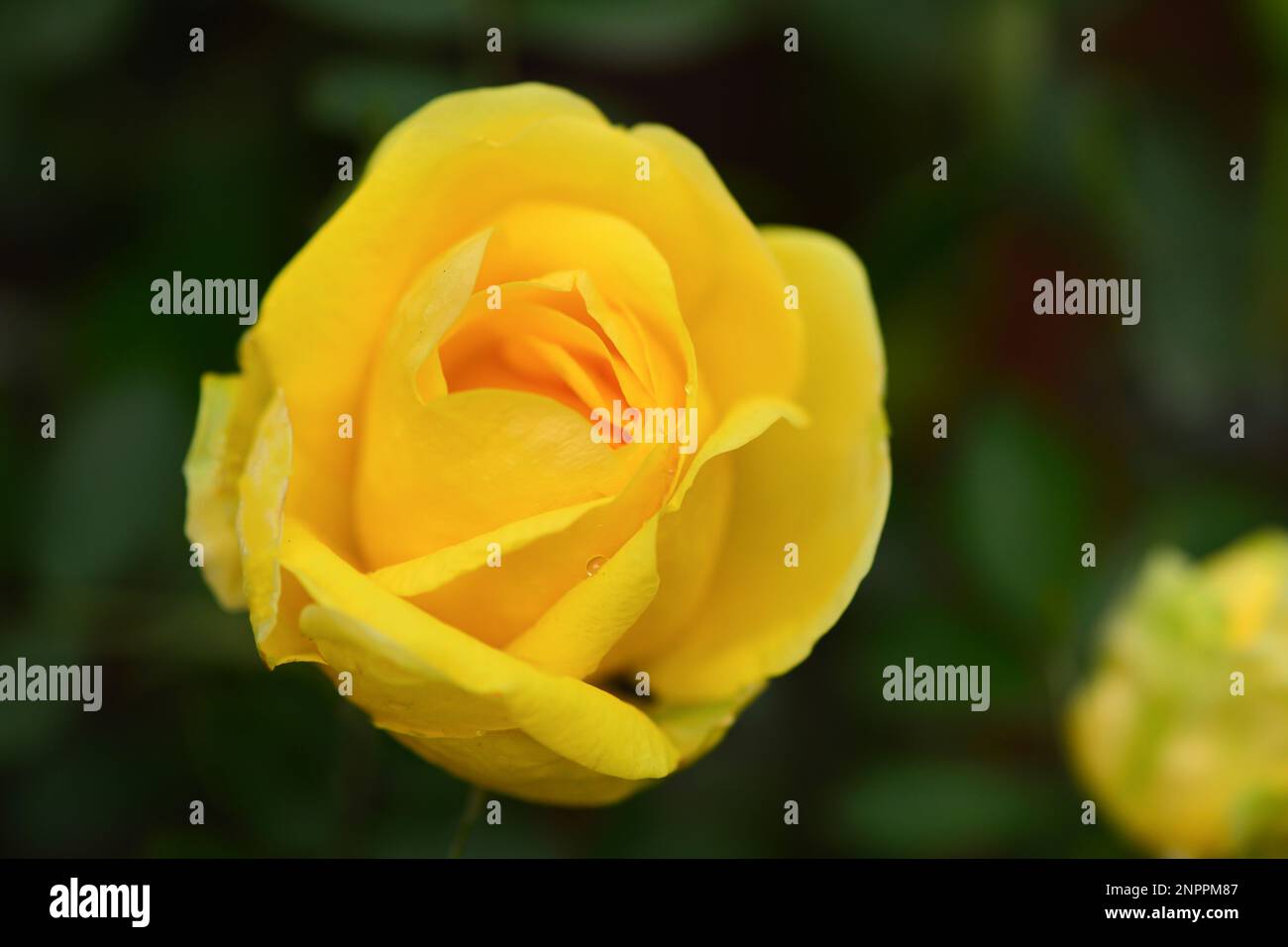 Rose plant after rain hi-res stock photography and images - Alamy