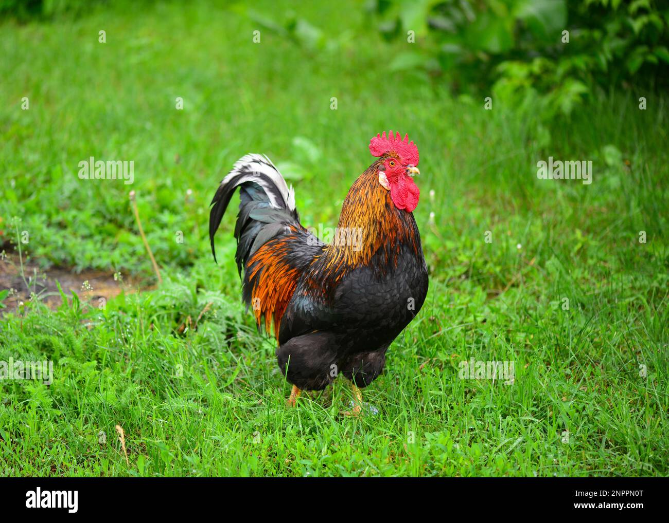 Beautiful rooster hi-res stock photography and images - Alamy